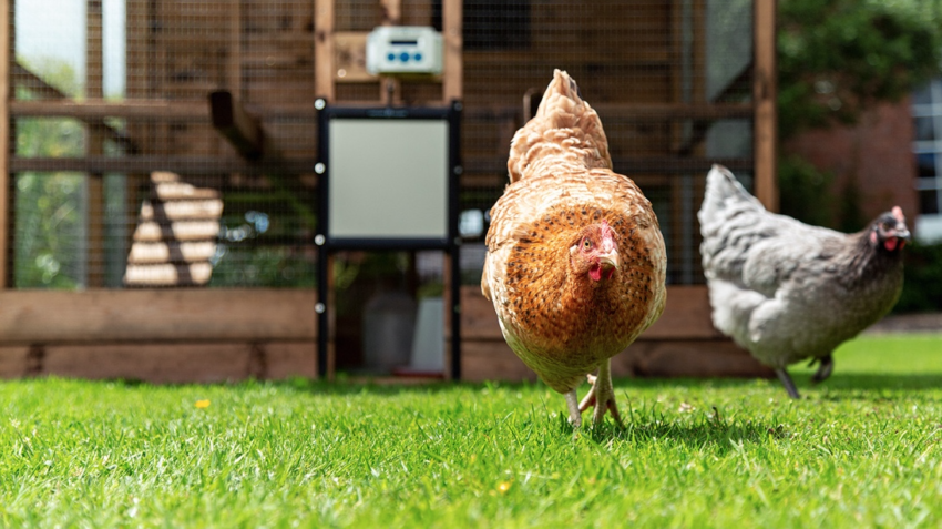 Lock up the chooks! Automatically - EFTM